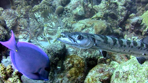 Barracuda Eating